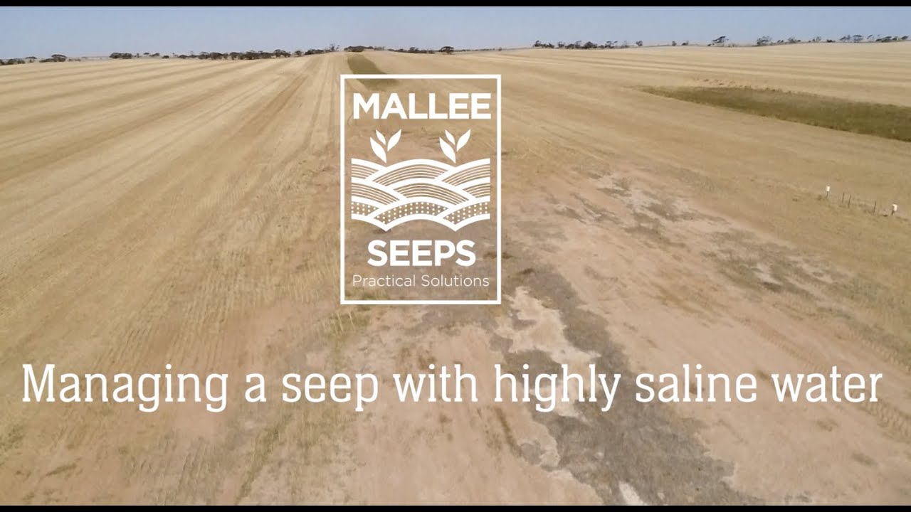 Managing a seep with highly saline water - YouTube