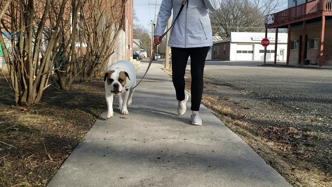 Nut walk - YouTube