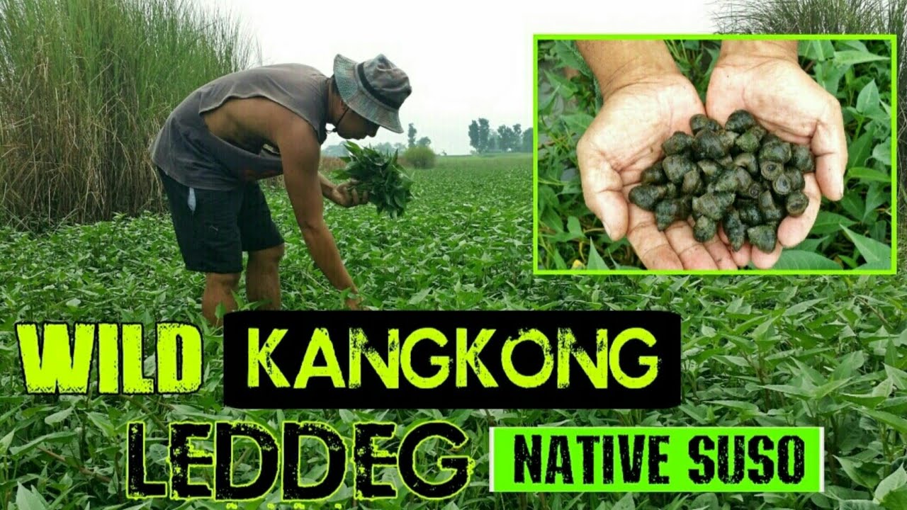 PART 1: WILD KANGKONG AT NATIVE SUSO (LEDDEG) SA BUKID | Life in the ...