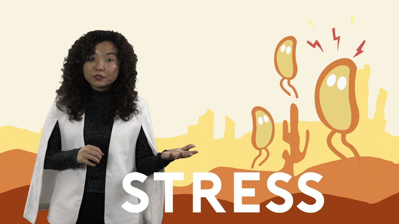 How Bacteria Handle Stress - with Khin Zar Win Pyae - YouTube