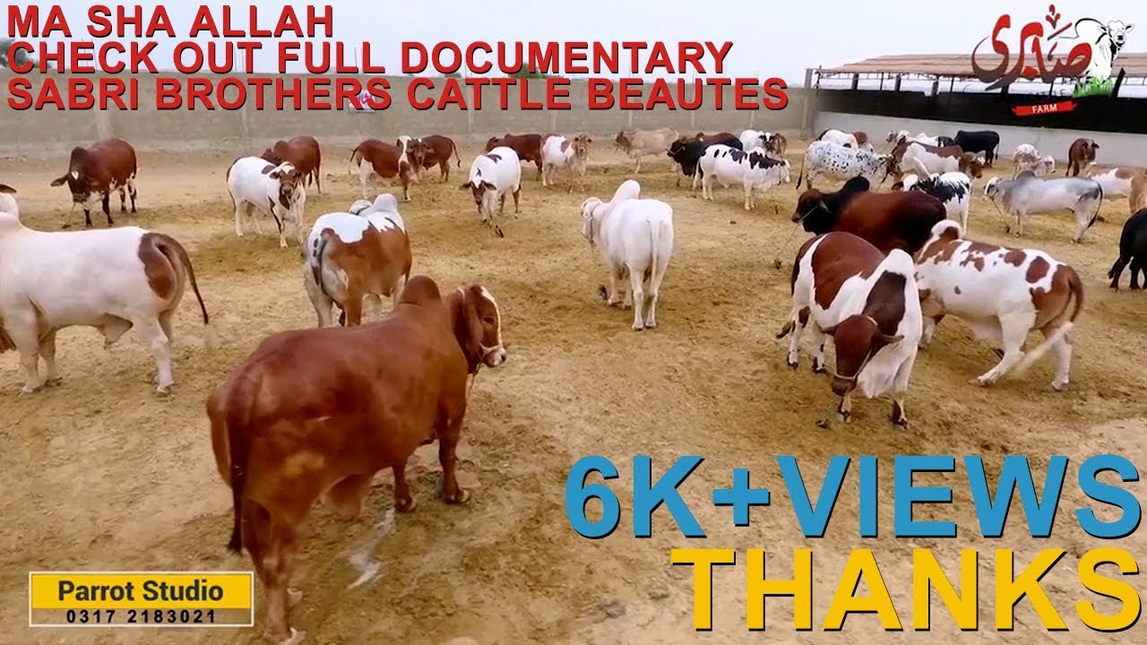 Sabri Cattle Farm I Out Class I Documentary I Sabri Brothers 2017 I ...