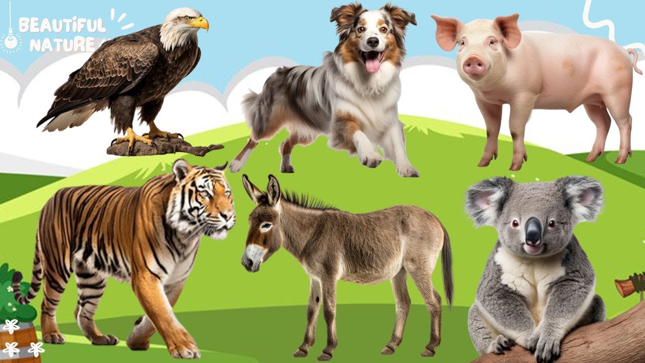 The Special Beauty of Animals - Porcupine, Sika Deer, Sheep, Wolves ...