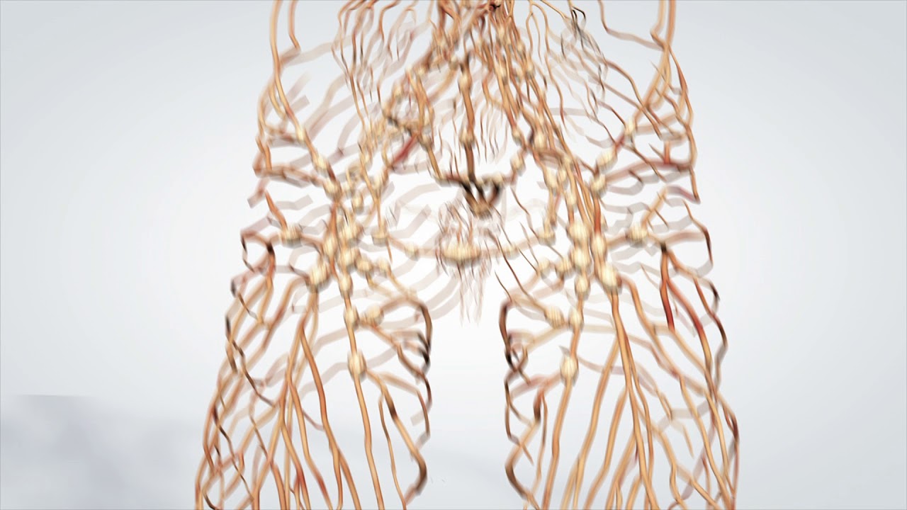 3d animated model rotating human nervous system - YouTube