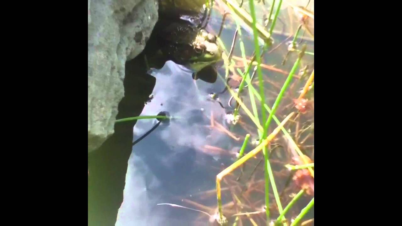 Frog eats caterpillar - YouTube