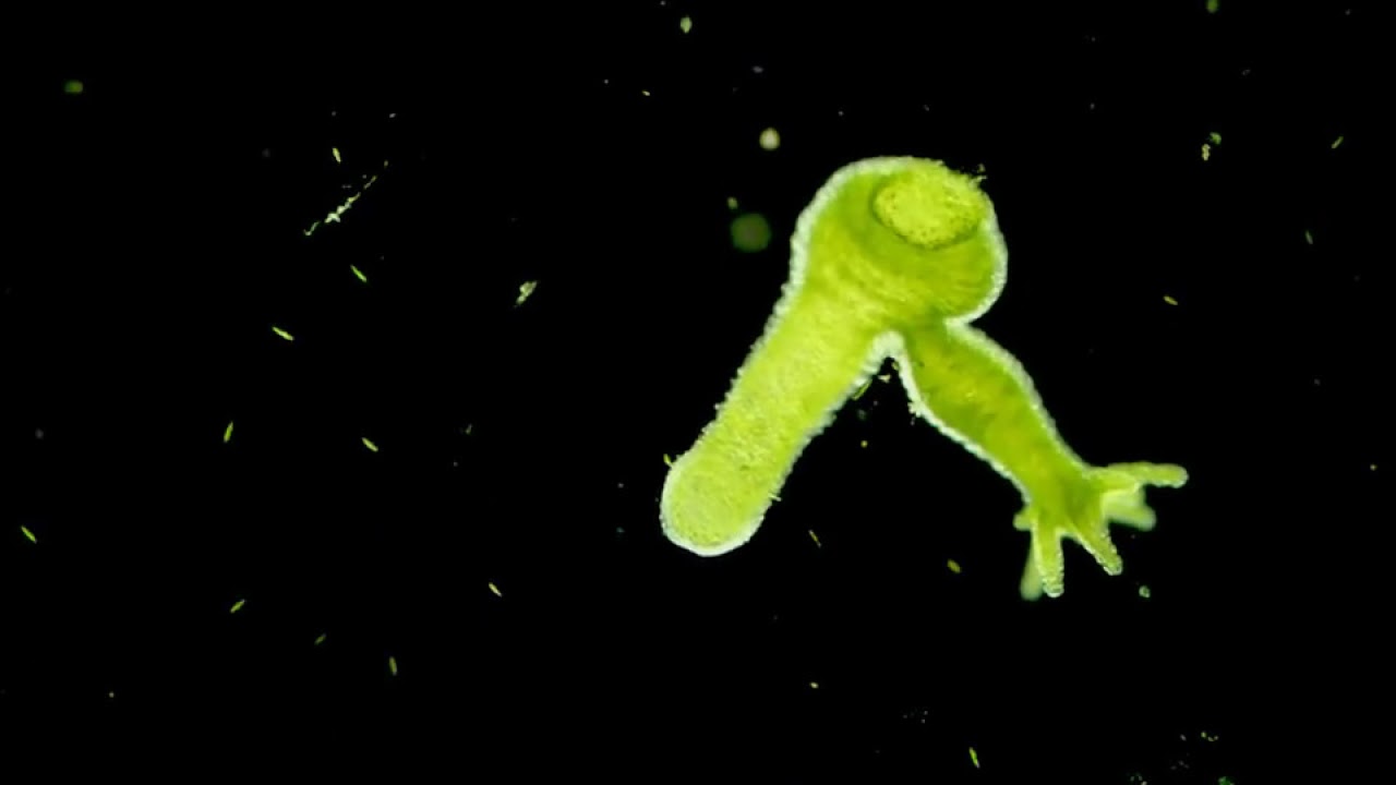 Experiment Regeneration Hydra - YouTube