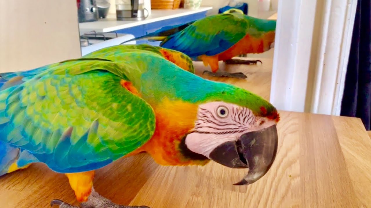 Hope the parrot performing cute mirror dance routine - YouTube
