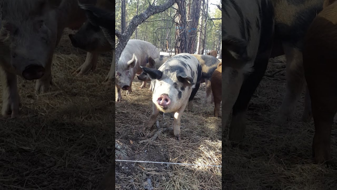 What Does Pastured Pork Mean YouTube what-does-pastured-pork-mean-youtube