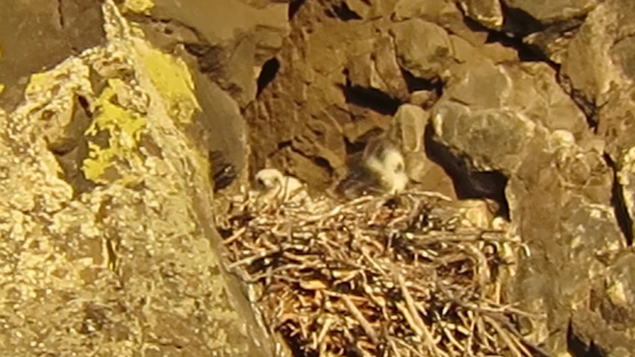 2016 May 25 Prairie Falcon Eyrie @ Yakima Cyn Wa - YouTube