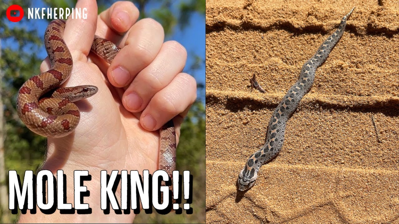 Fantastic Fall Cruising for Snakes! Hognoses, Coachwhips, and Stellar ...