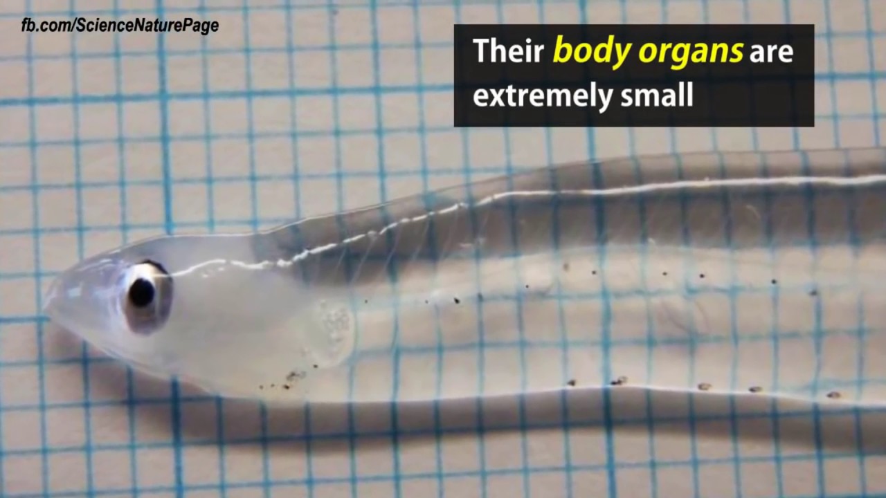 Transparent fish - YouTube