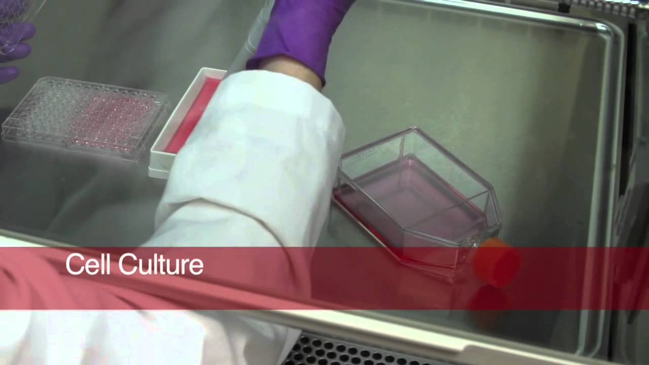 Foodborne Illness Outbreak Investigation: Behind the Scences - YouTube