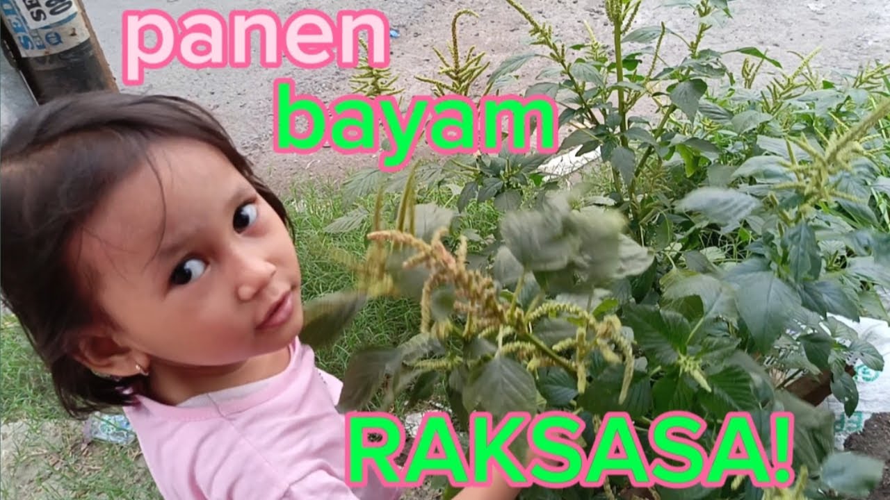 Resep keripik bayam super renyah - super crunchy spinach chips recipe ...