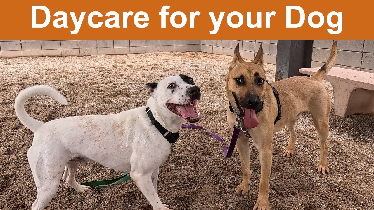 Dog TV Daycare #33 - YouTube