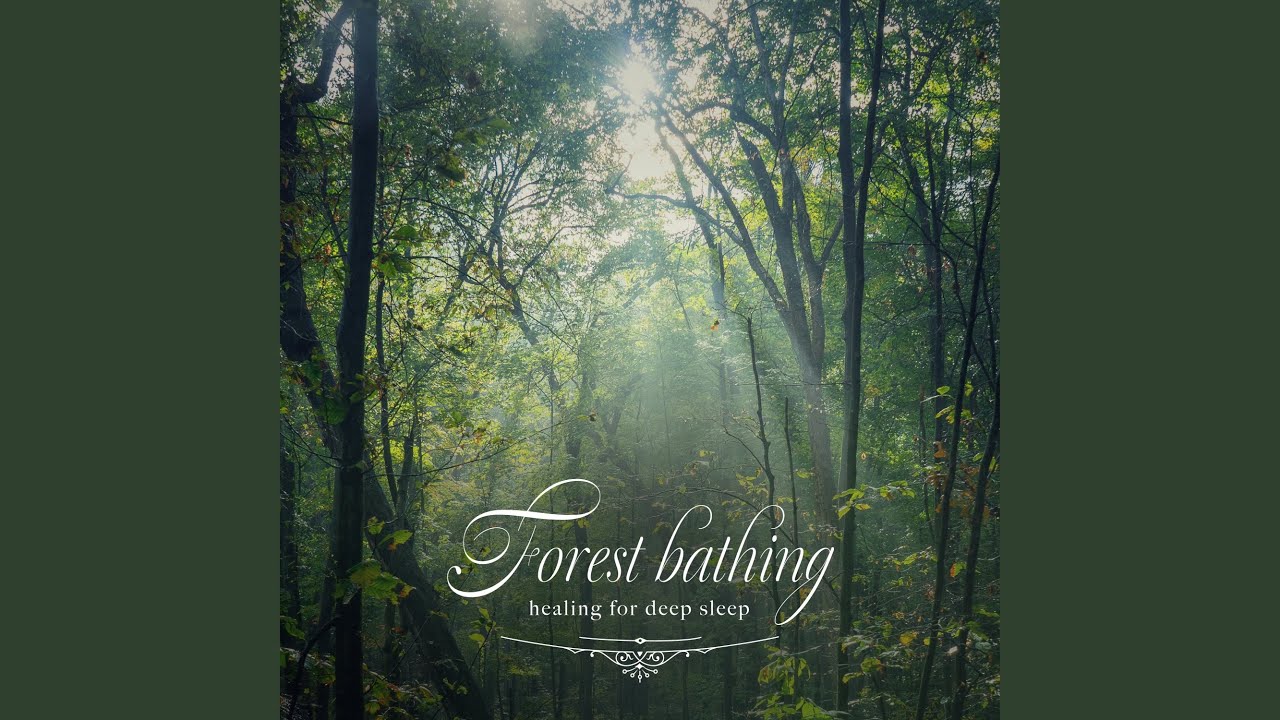 Whispering Leaves (Forest bathing) - YouTube