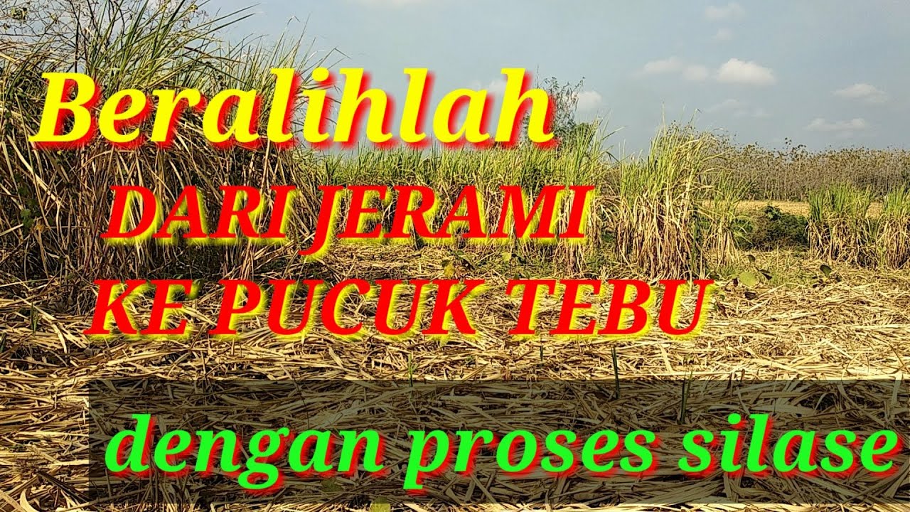 Proses membuat silase pucuk tebu dan rumput gajah - YouTube