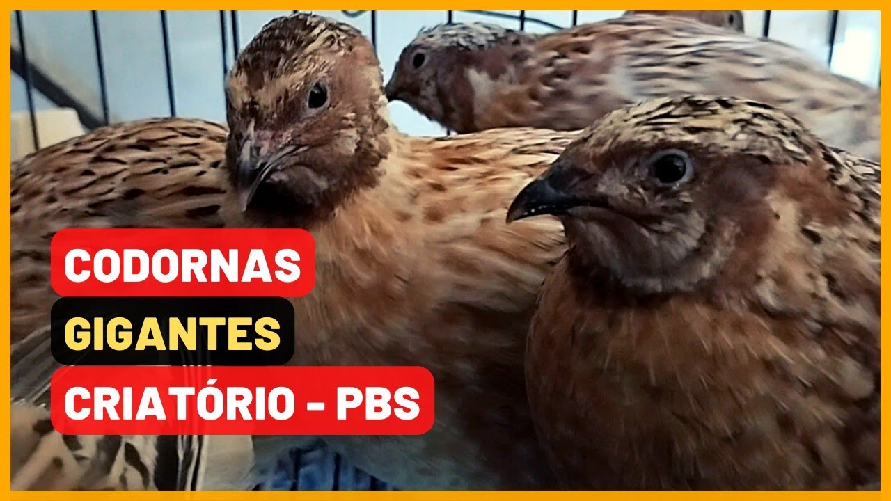 CODORNAS GIGANTES | CODORNA GIGANTE | CODORNÃO GIGANTE | CODORNA ...
