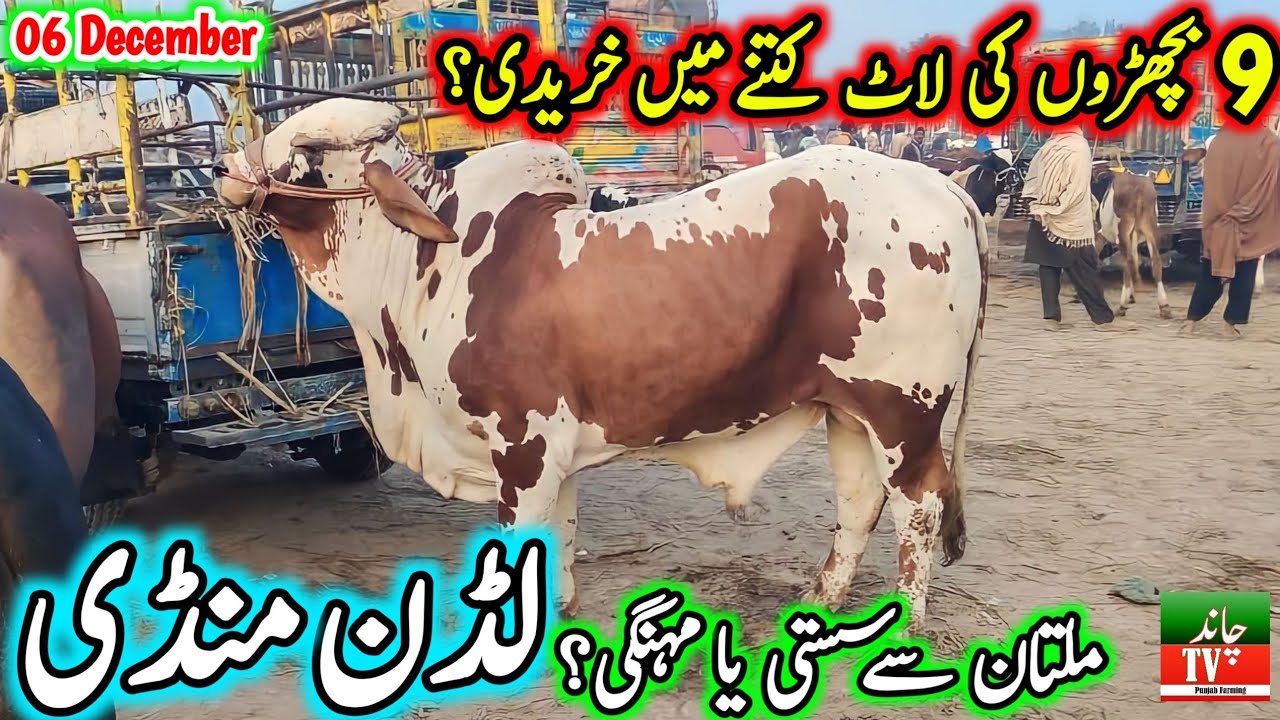 Luddan Mandi Today Latest Updates 06-12-2023 | Luddan Cow Mandi PK ...