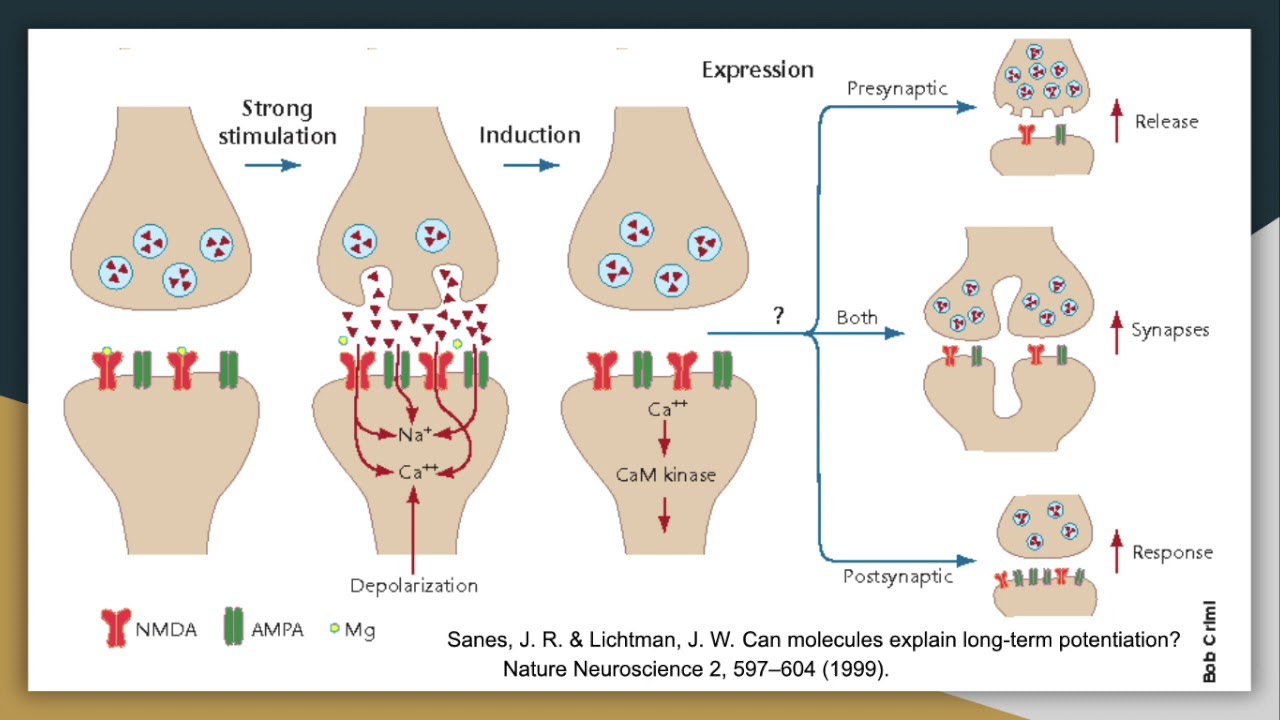 Psych 334: Long Term Potentiation - YouTube