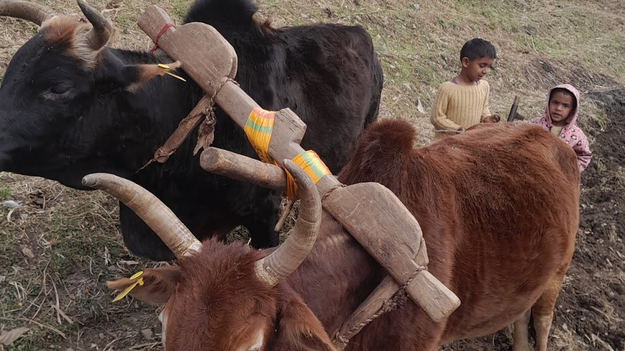 beautiful himachal #kullu manali #animal lover#short video - YouTube