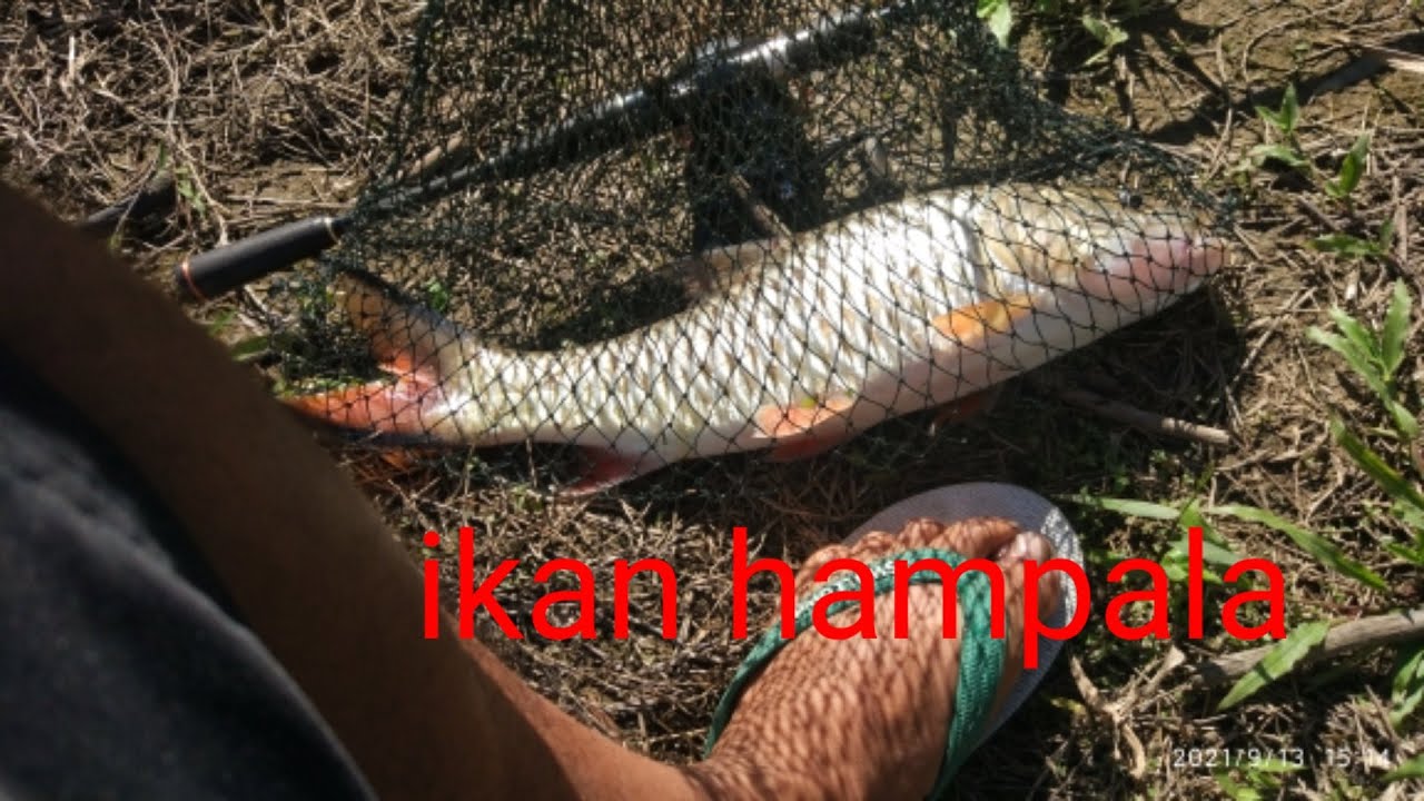 casting ikan hampala besar - YouTube