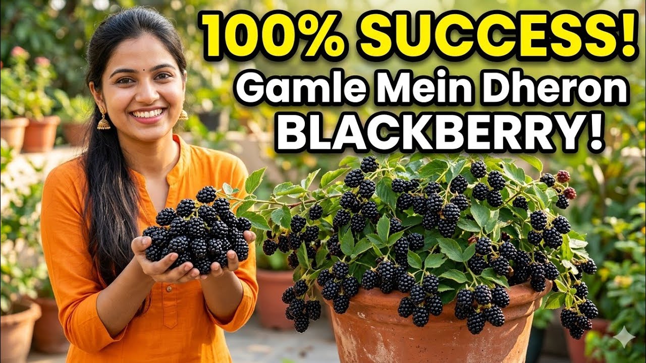 Blackberry plant Growing Cuttings New Technique | Blackberry plant ...