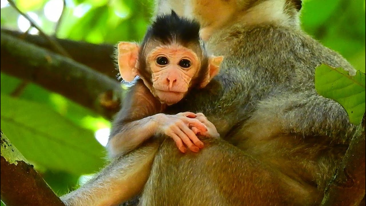 Full Episode Update Little Monkey Preston. - YouTube