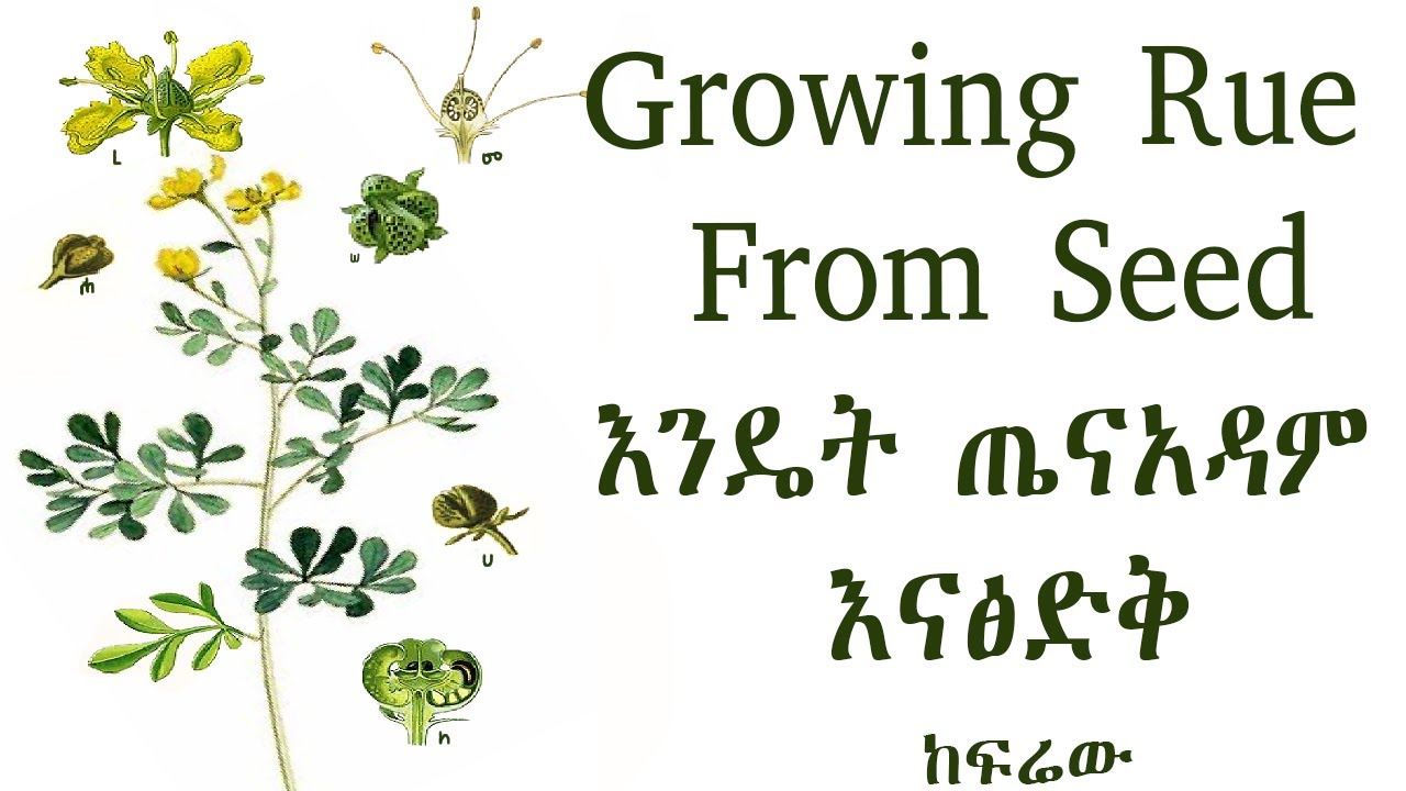 Rue ጤና አዳም How To Grow Rue from seed ጤና አዳም ከፍሬው ማሳደግ Video Part 1 ...