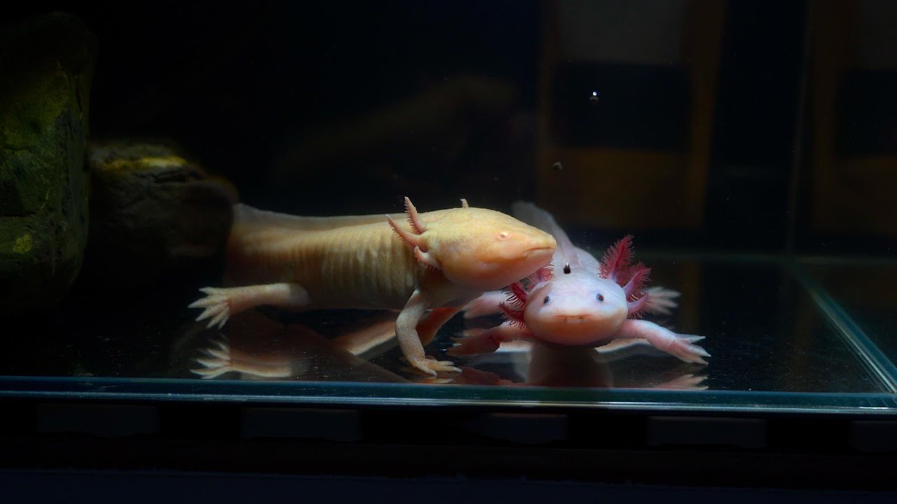 喂食六角恐龙鱼Feeding the Hexagonal Dinosaur Fish #六角恐龙鱼 #墨西哥鈍口螈 #axolotls ...