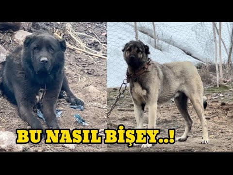 BÖYLE Bİ KÖPEK YOK. PANİ İNANILMAZ OLMUŞ. PARS PANİ VE DUMANIN KIZINI ZİYARET ETTİM.