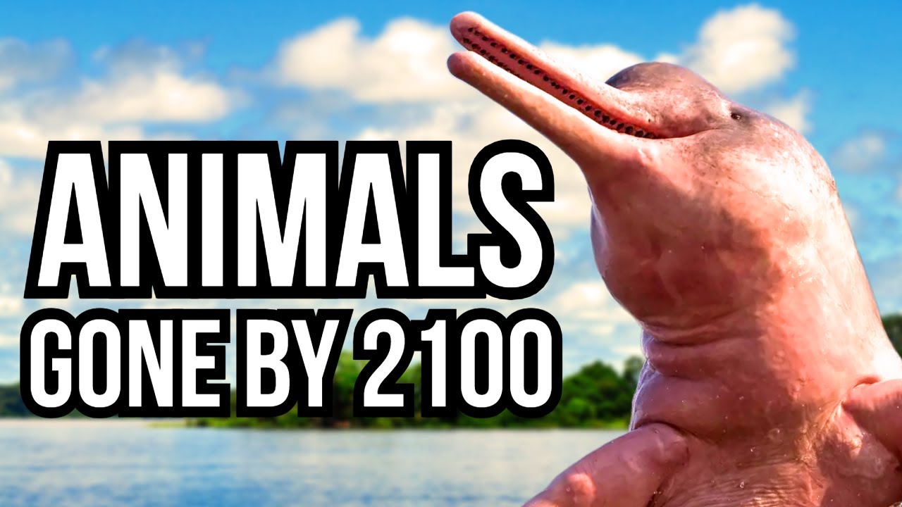 3 Aquatic Animals That Could Go Extinct By The Year 2100 - YouTube
