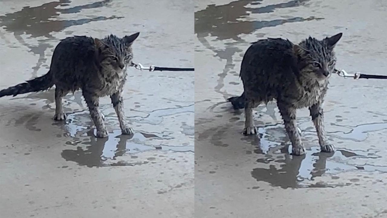 Soaking Kitty Through Fountain Was Actually A Table - YouTube