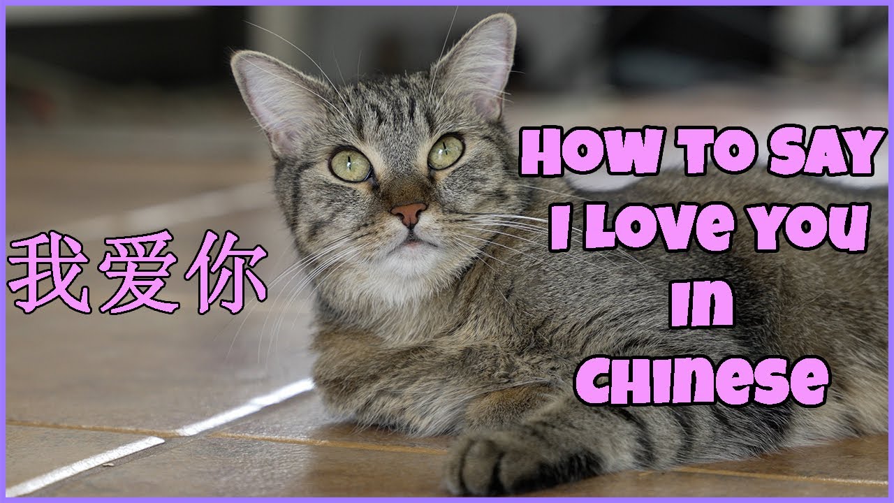 How to say I Love You in Chinese - Pippin the Catt - YouTube