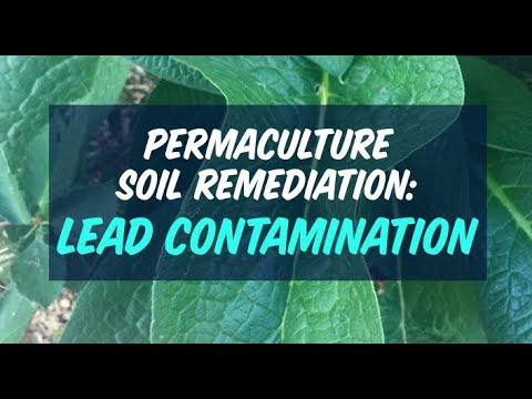 How To Get Lead Out Of Soil Using Plants