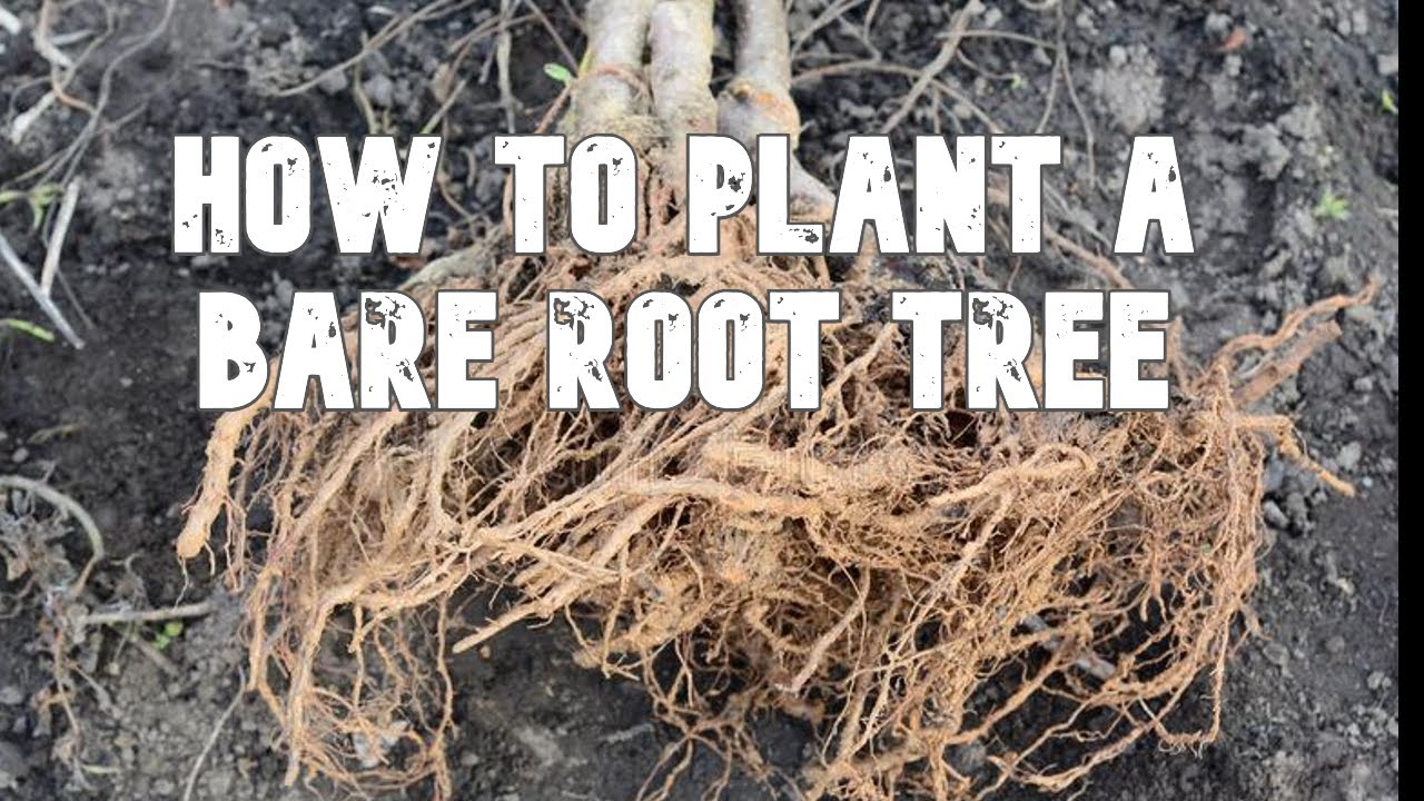 How To Plant A Bare Root Tree How To Plant A Bare Rooted Walnut Tree how-to-plant-a-bare-root-tree-how-to-plant-a-bare-rooted-walnut-tree