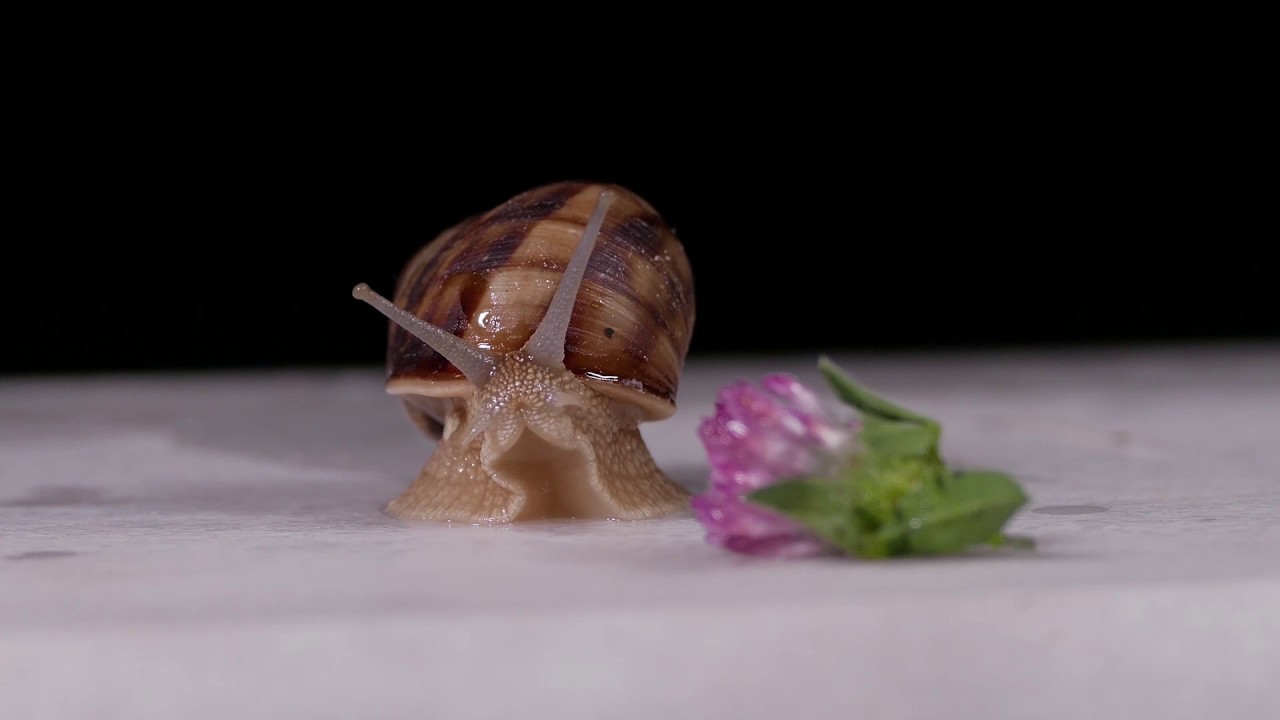 The wonderful life of a snail HD 1080p - YouTube