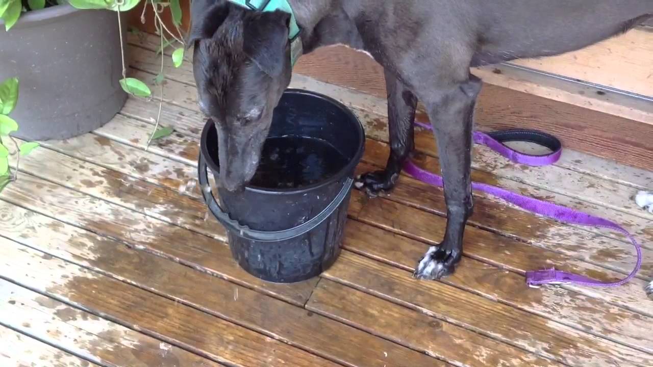 Funny greyhound - YouTube