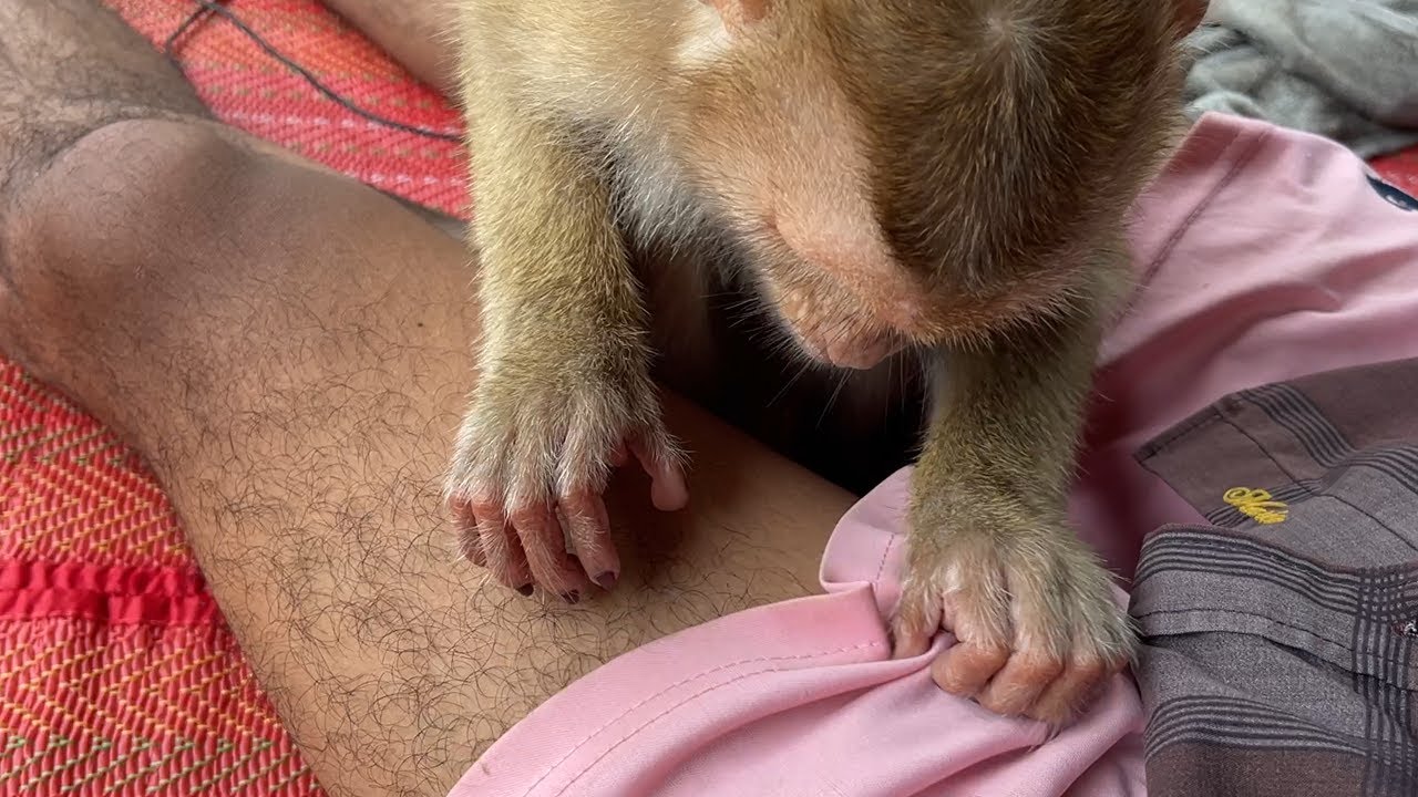 ASMR Monkey Grooming| Cute Zueii Really Love To Grooming And Massage My ...