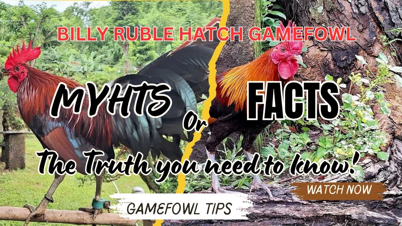 Myths or Facts: The Truth About Billy Ruble Hatch Gamefowl! - YouTube