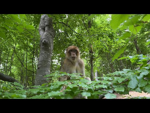 Visit of the amazing Affenberg Salem | Famous Monkey Mountain near Lake Constance, Germany 2023