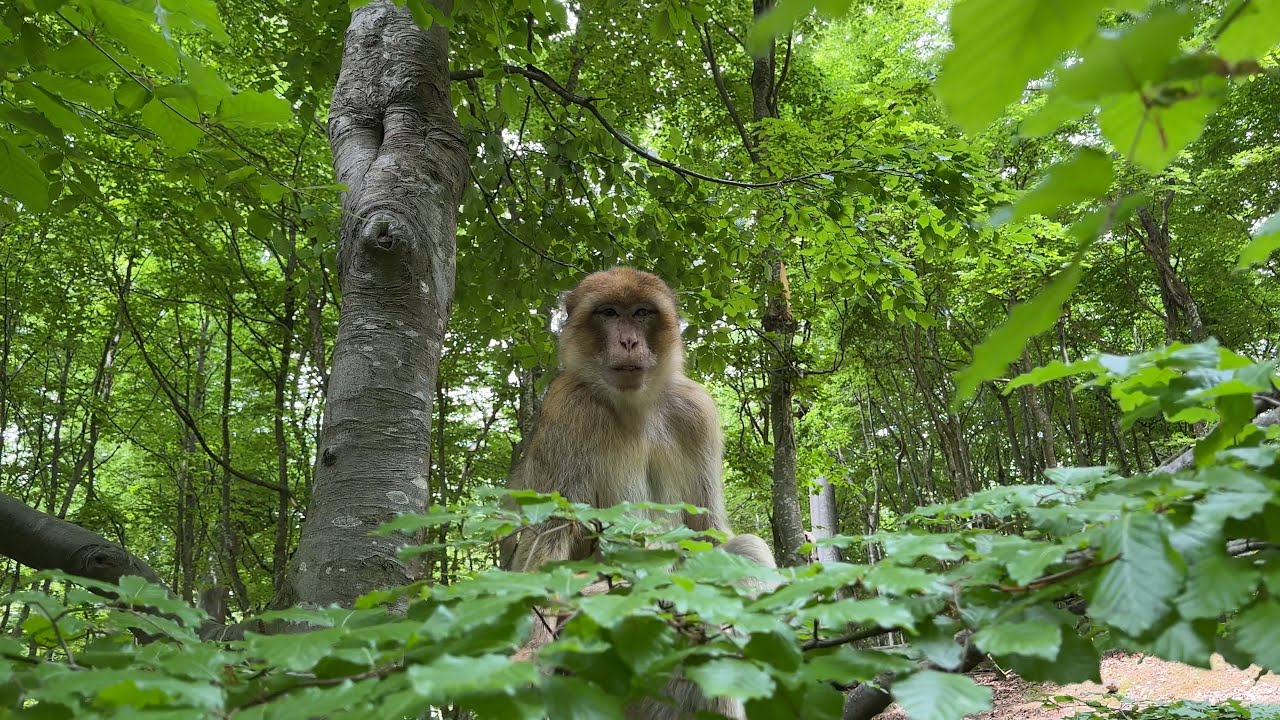 Visit of the amazing Affenberg Salem | Famous Monkey Mountain near Lake ...