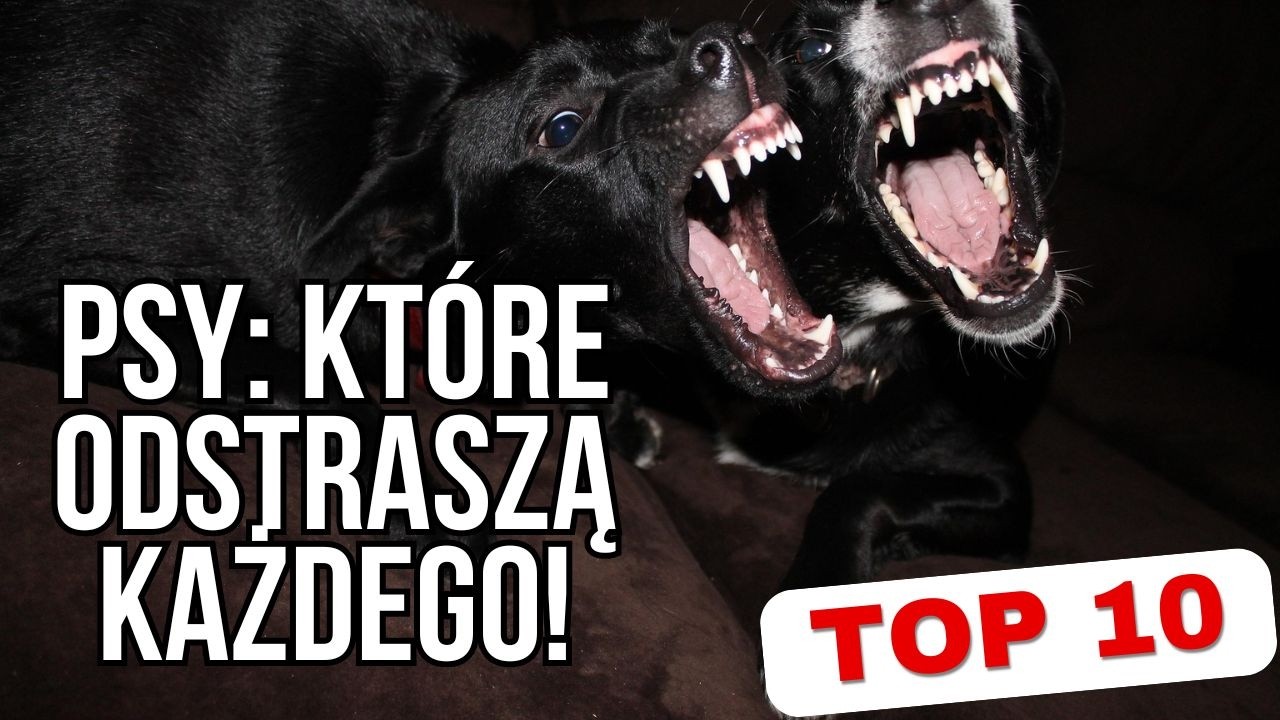 Najgłośniejsze Psy: Top 10 Ras, Które Odstraszą Każdego! - YouTube