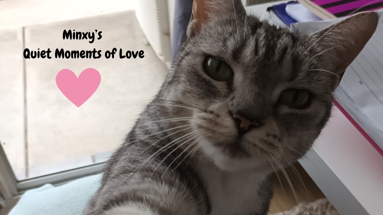 Minxy’s Quiet Moments of Love | Soothing Piano & Paws - YouTube