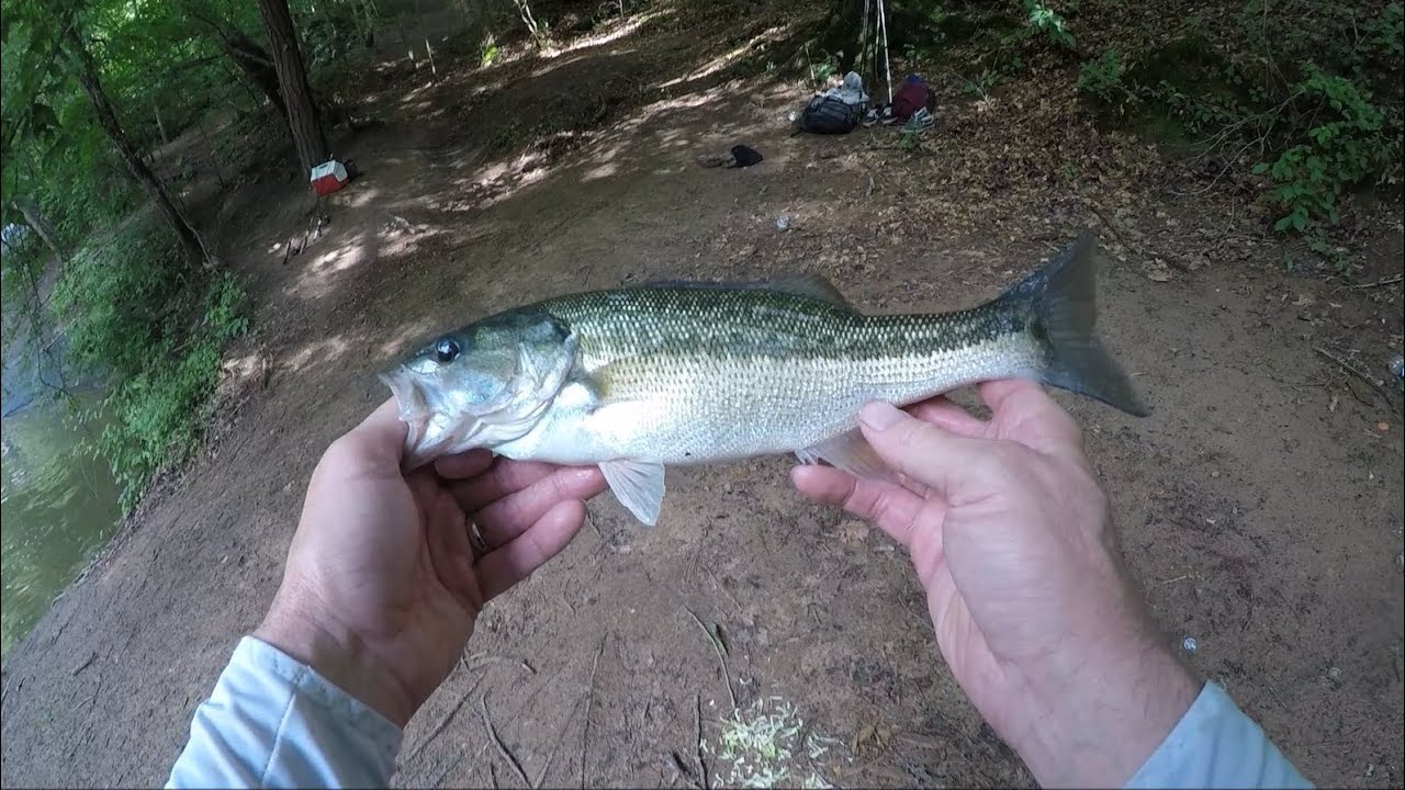 Redeye Bass Fishing: Coosa Loosa - YouTube