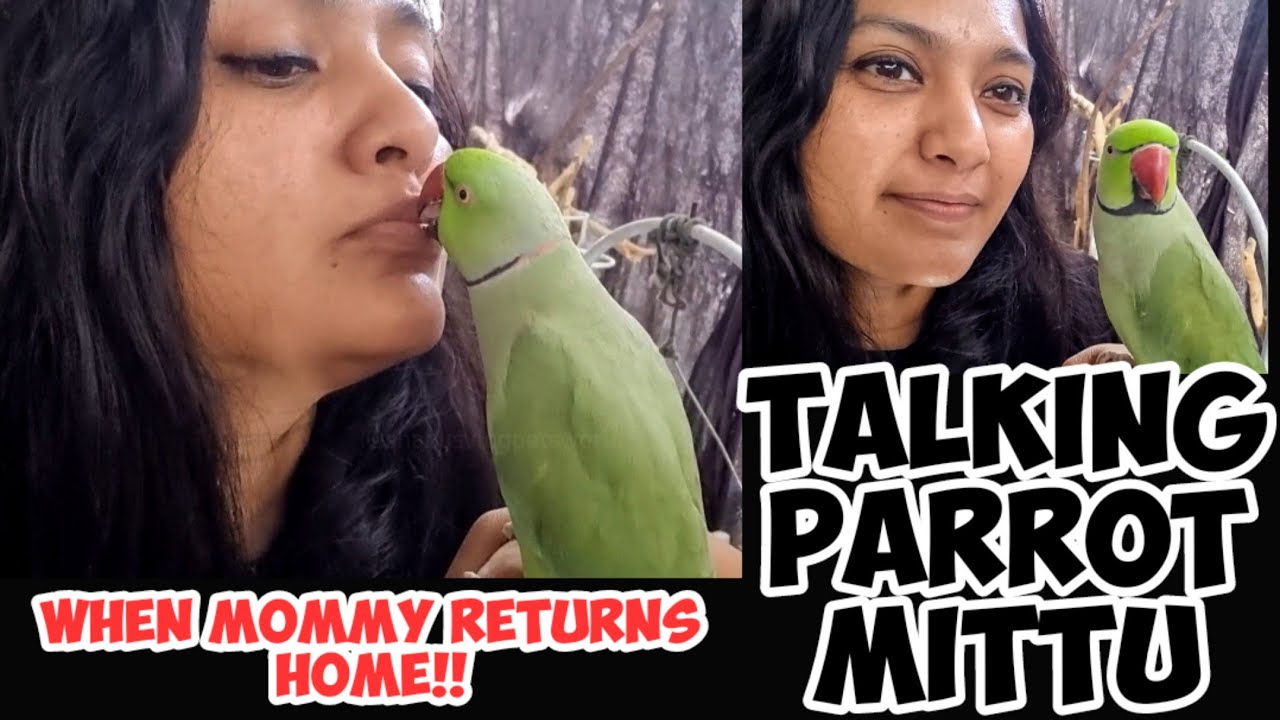 Cute Talking Parrot's Response When Mommy Comes Back Home !! Awww 💓 ...