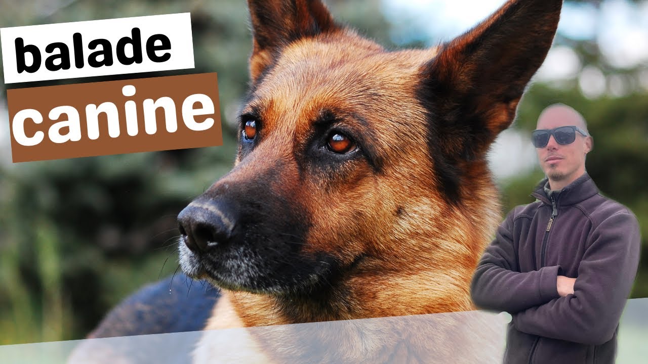 3 conseils pour une balade canine réussite ! - YouTube