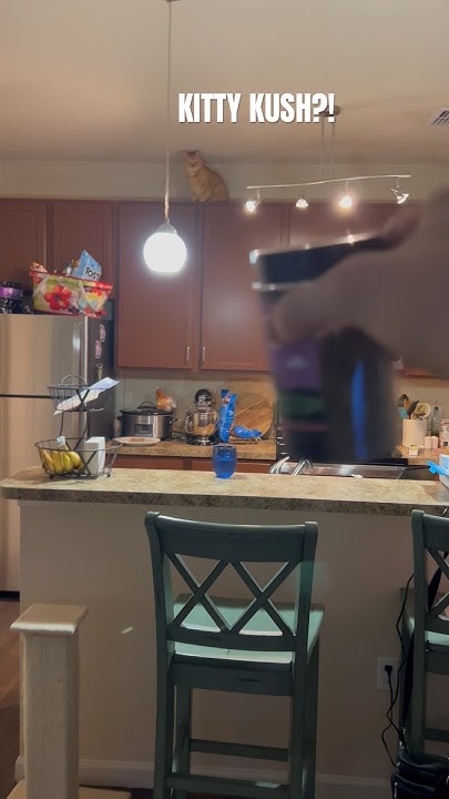 Kitty Kush and the Orange Cat @KittyKushCatnip #catnip - YouTube