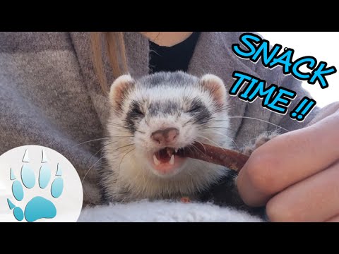 Frettchen frisst Leckerli | Ferret eats snack | Sazus Fellnasen - YouTube
