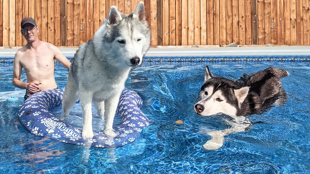 Husky Swims In the NEW Giant Pool For the FIRST Time - YouTube