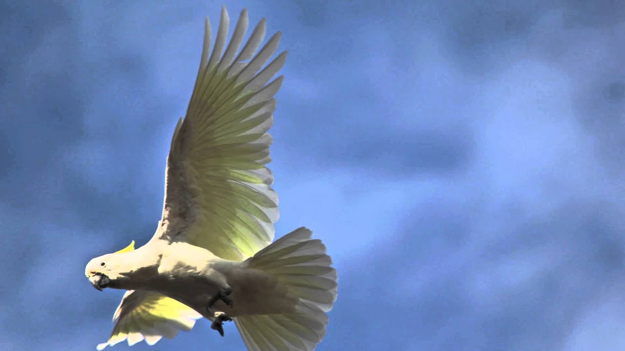 Cockatoos on the Murrumbidgee River - YouTube