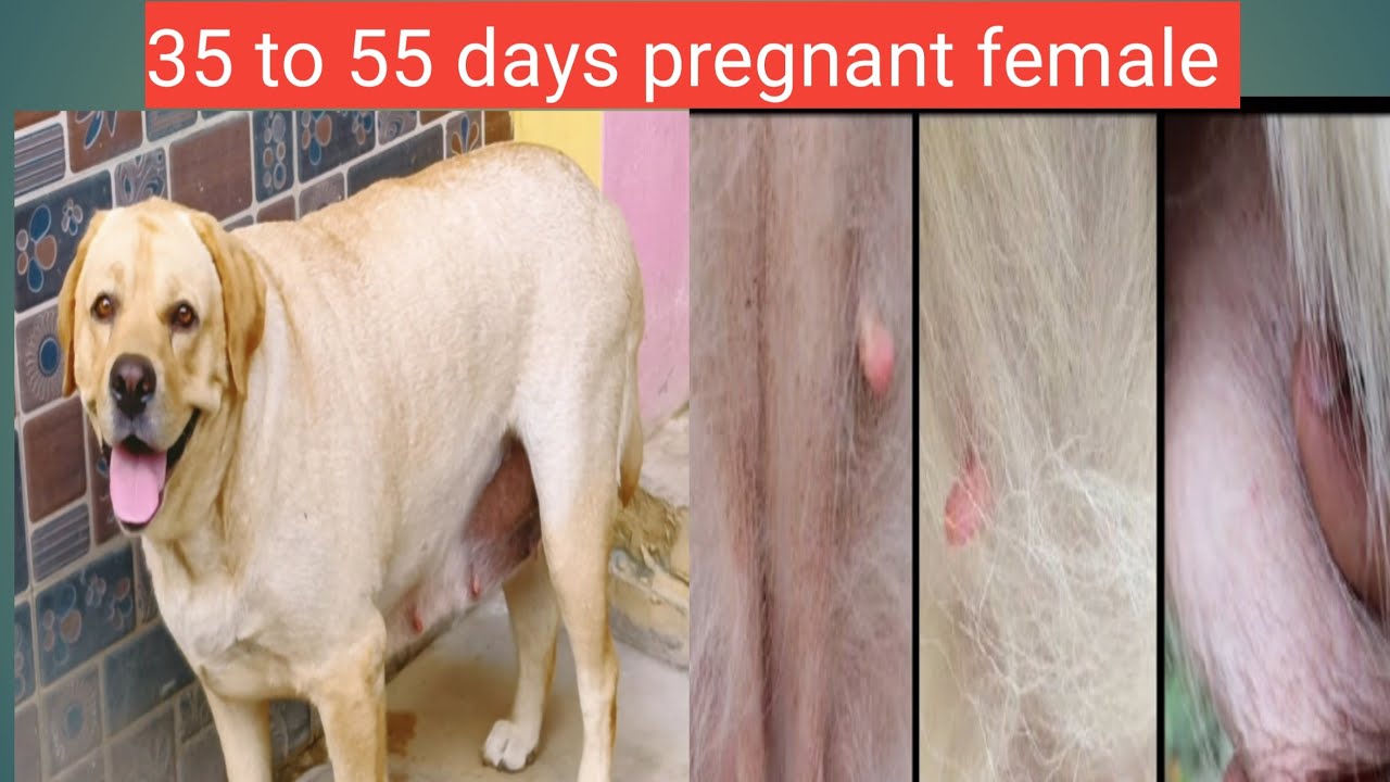35 to 55 days pregnancy || labrador retriever female - YouTube